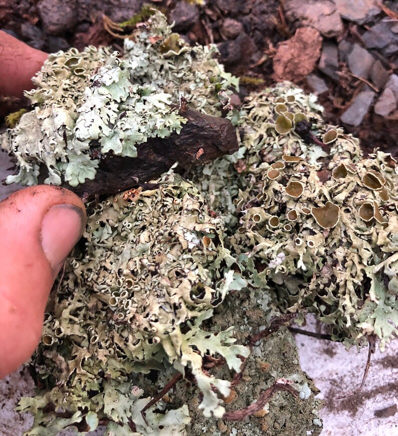 Terrarium Lichen Living Smooth Axial-bristle Lichen for Terrariums ...