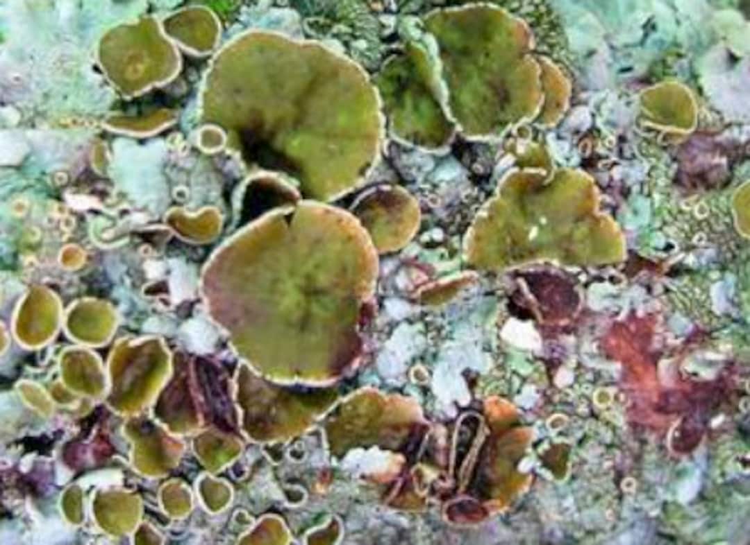 Terrarium Lichen Living Smooth Axial-bristle Lichen for Terrariums ...