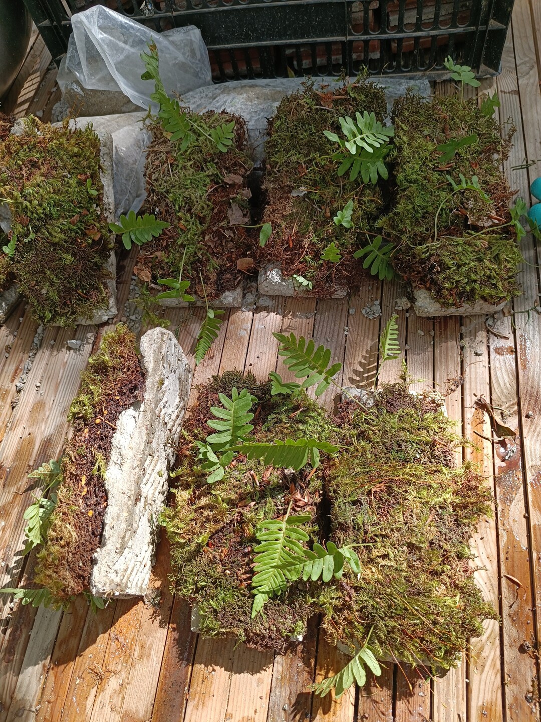 Hypertufa Tiles With Moss Carpet With Ferns, for Terrariums and ...