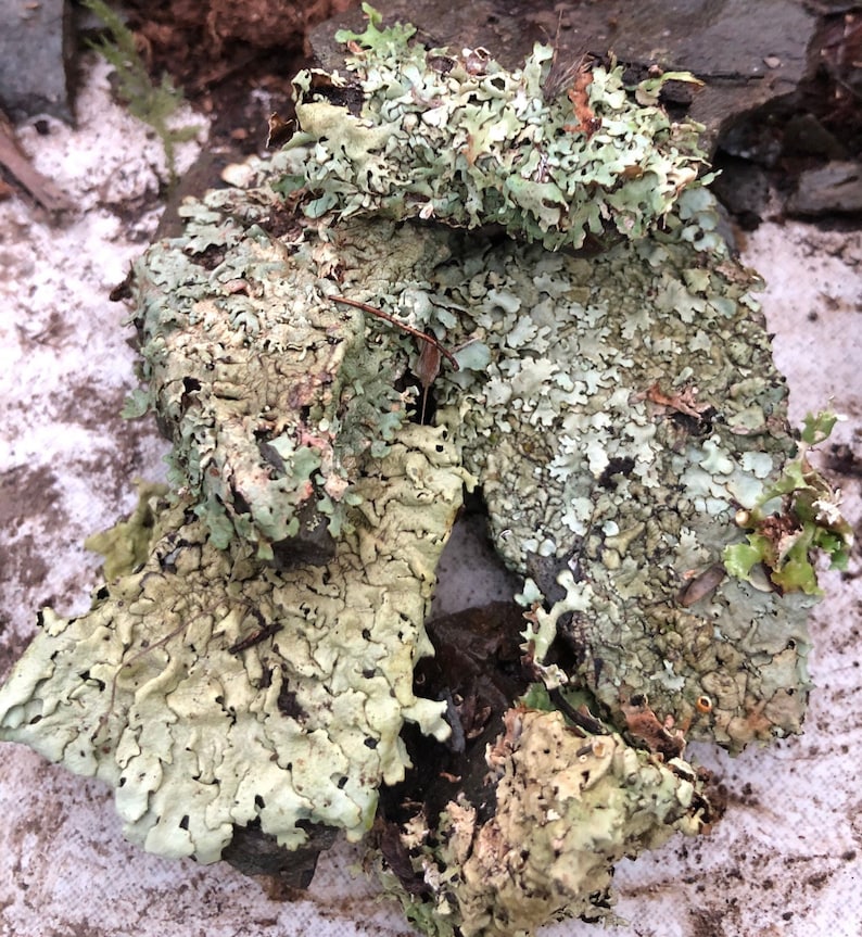 Terrarium Lichen Living Smooth Axial-bristle Lichen for Terrariums ...