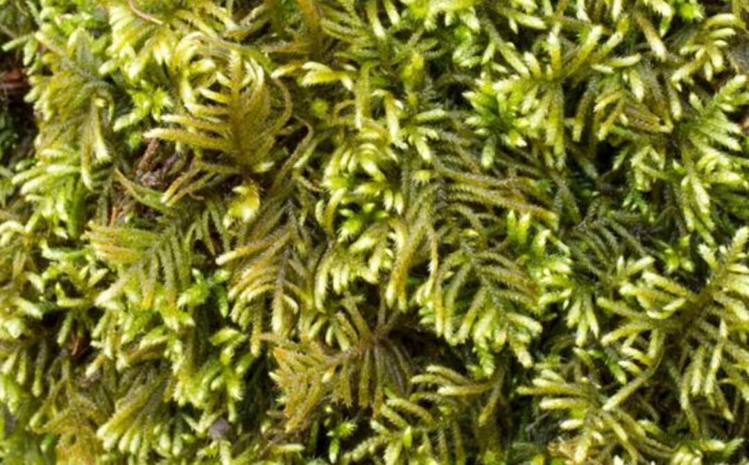 Water Feature Moss Hyocomium Armoricum With Phytosanitary Certification ...