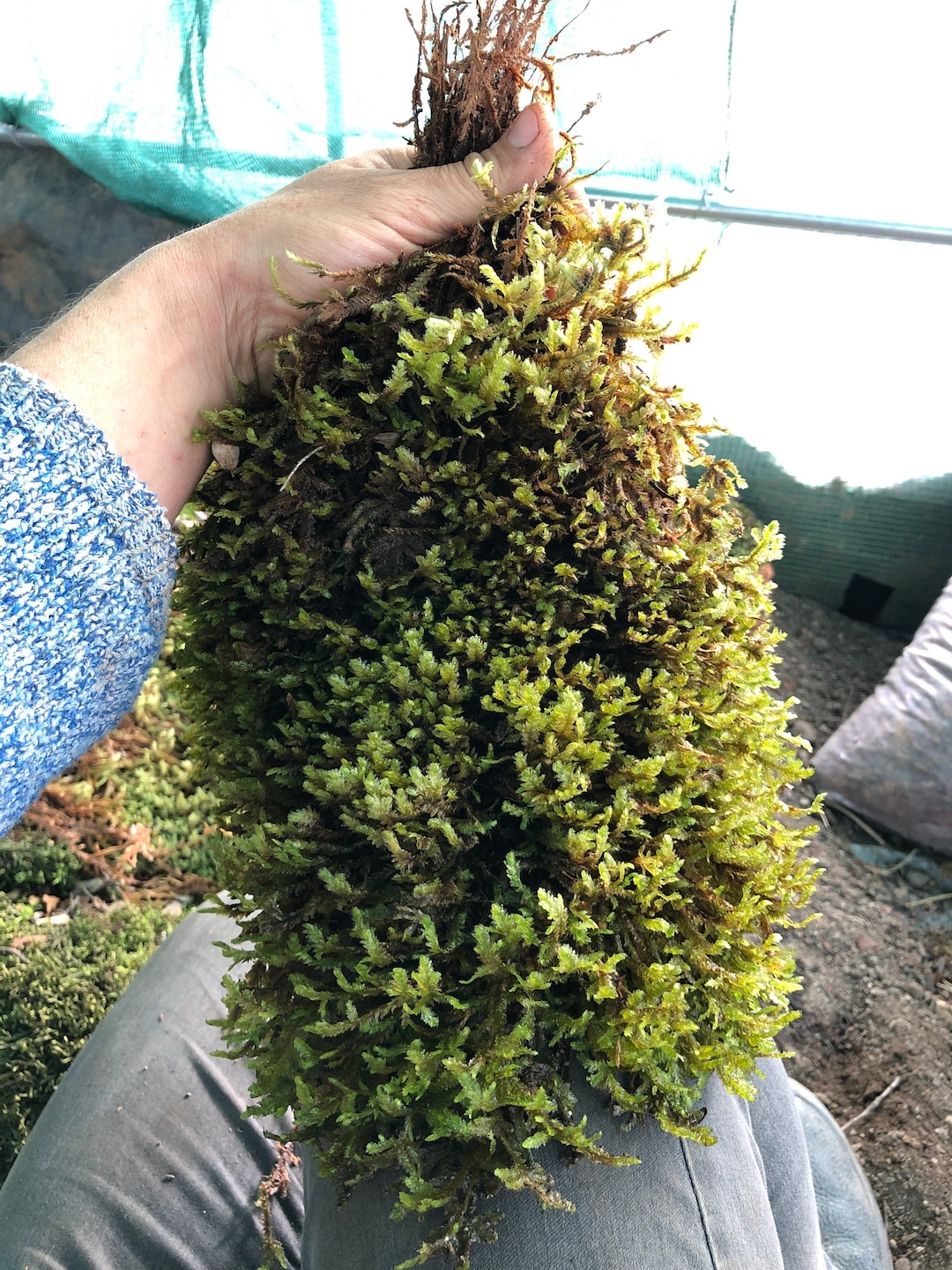Terrarium Hanging Moss Neckera Crispa, With Phytosanitary Certification ...