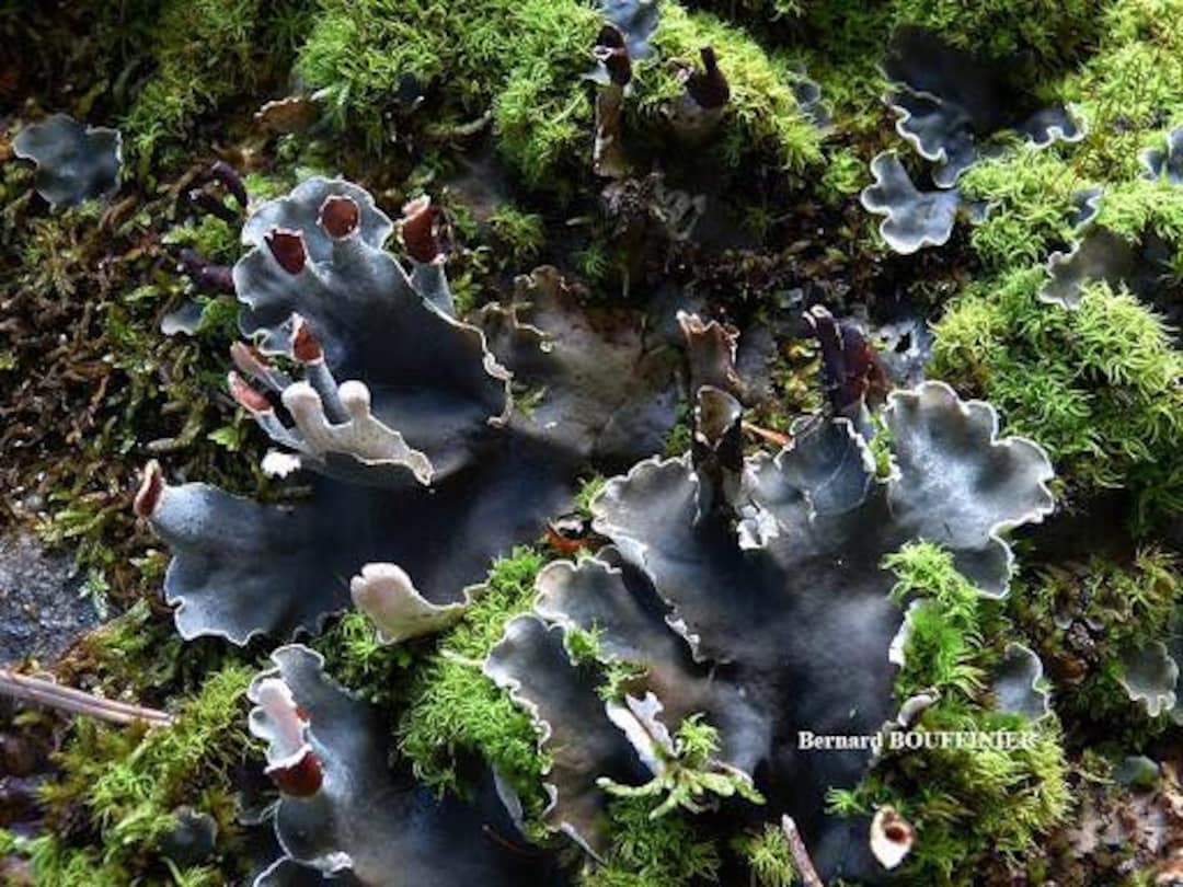 Terrarium Beautiful Felt Lichen AKA Peltigera Praetextata With ...
