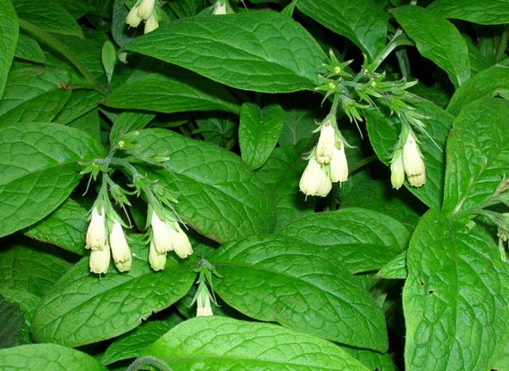 Usos De La Consuelda