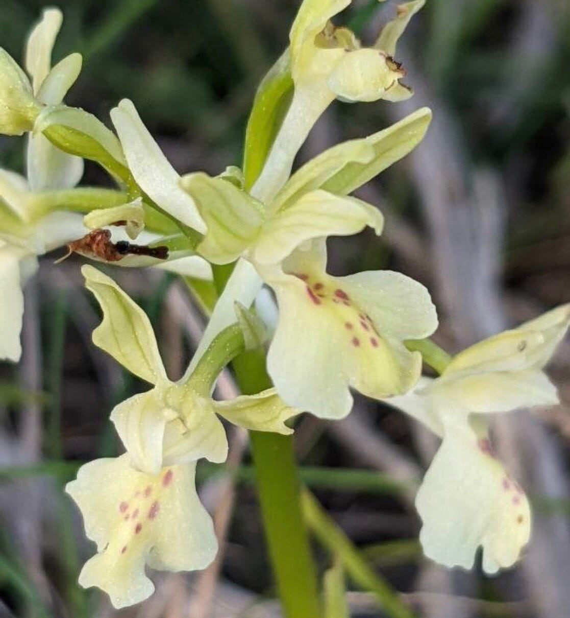Orchis Provincialis Bulb or Seed Pod and Substrate. the - Etsy UK