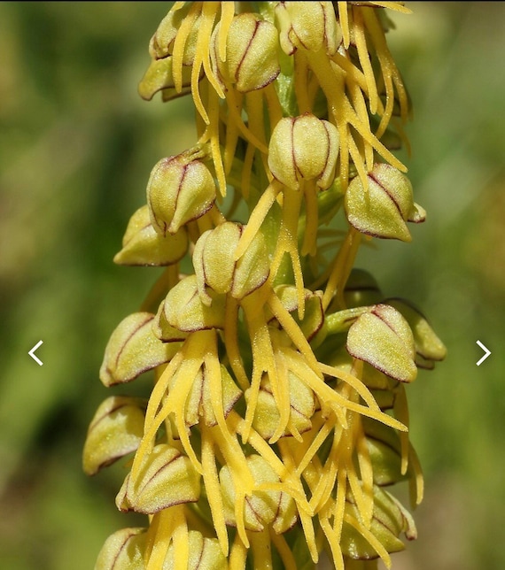 Orchis Anthropophora Bulb or Seed Pod and Substrate. Aceras | Etsy