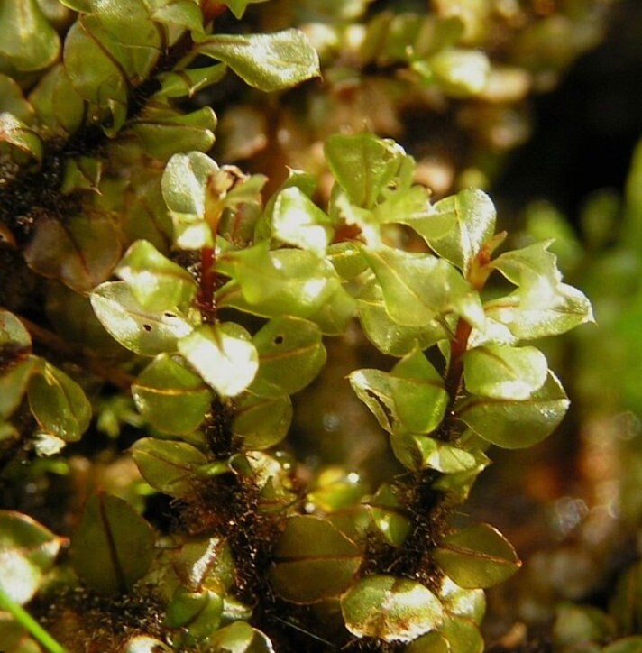 Rare Moss Cinclidium Stygium Lurid Cupola Terrarium Plant - Etsy UK