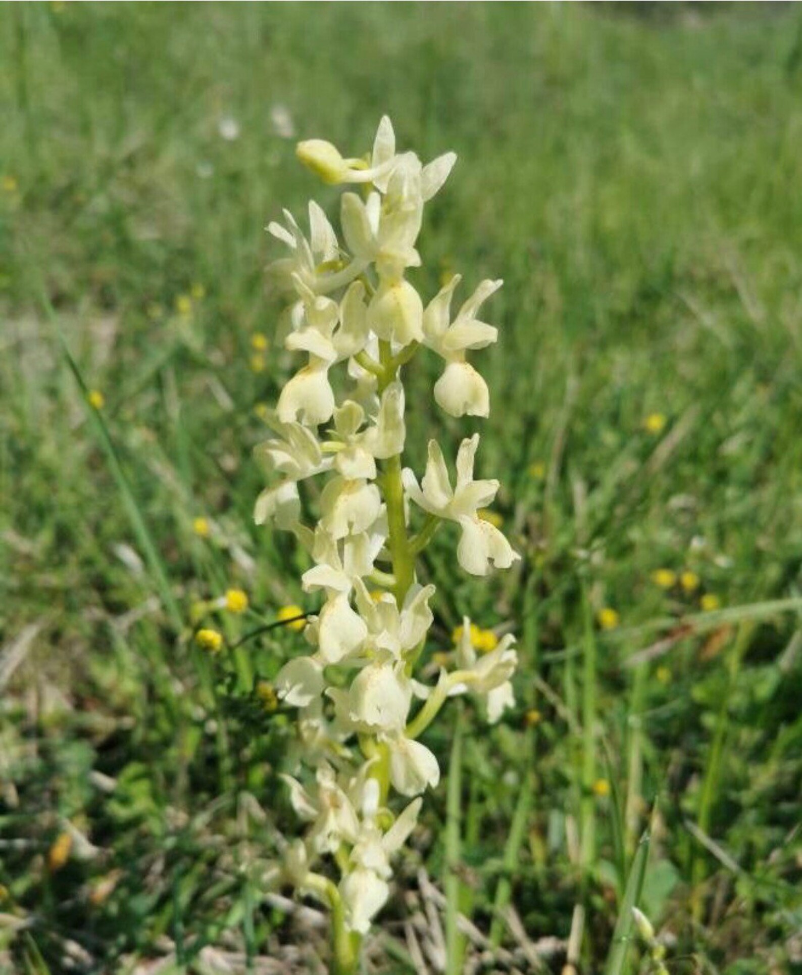 Orchis Provincialis Bulb or Seed Pod and Substrate. the - Etsy UK