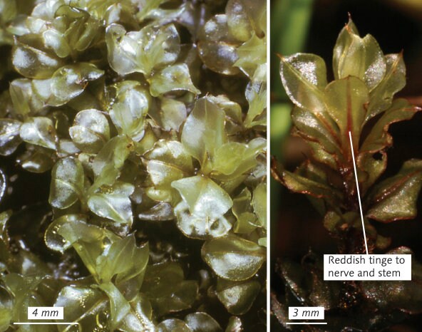 Rare Moss Cinclidium Stygium Lurid Cupola Terrarium Plant - Etsy UK