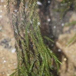 Aquarium Moss Fontinalis Squamosa, With Phytosanitary Certification and ...