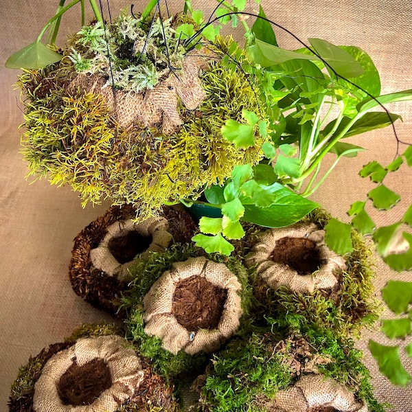 Moss Balls - Etsy