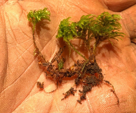Tiny Tree Terrarium Moss Isothecium Myosuroides Mouse-tail - Etsy