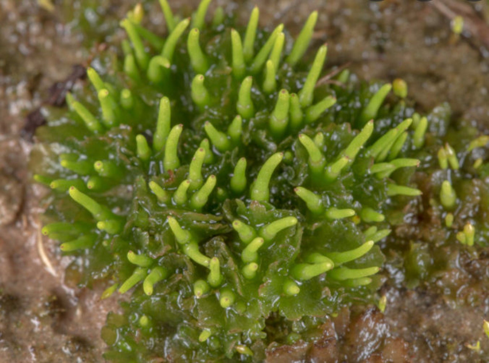 Blue-green Hornwort Phaeoceros Laevis Anthocerotophyta Spores | Etsy