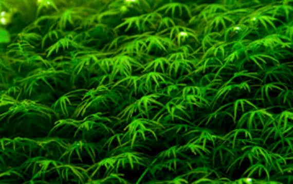 Aquarium Moss Fissidens Fontanus phoenix Moss - Etsy