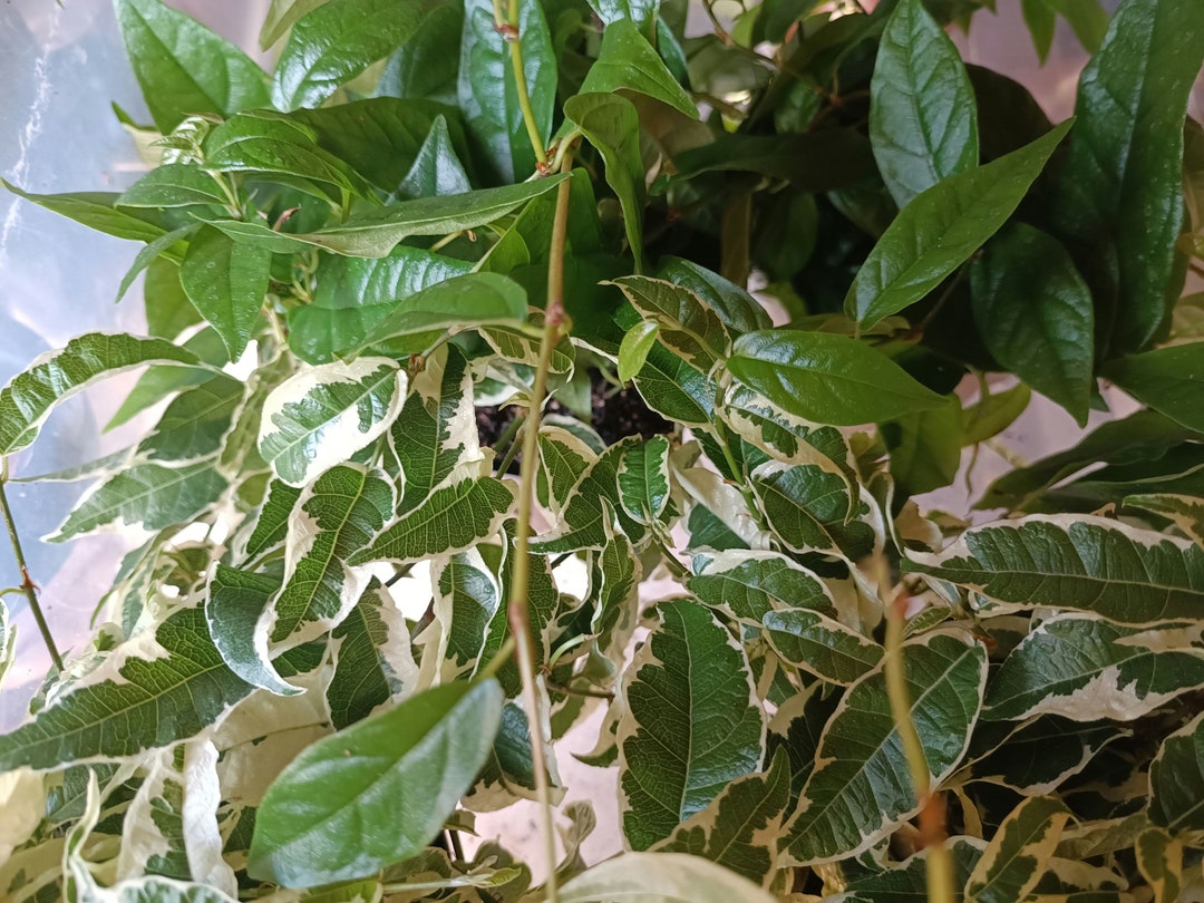 Ficus Radicans Variegata Ficus Sagittata They Look Stunning Together ...