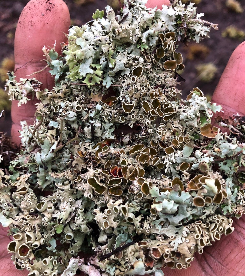 Terrarium Lichen Living Smooth Axial-bristle Lichen for Terrariums ...