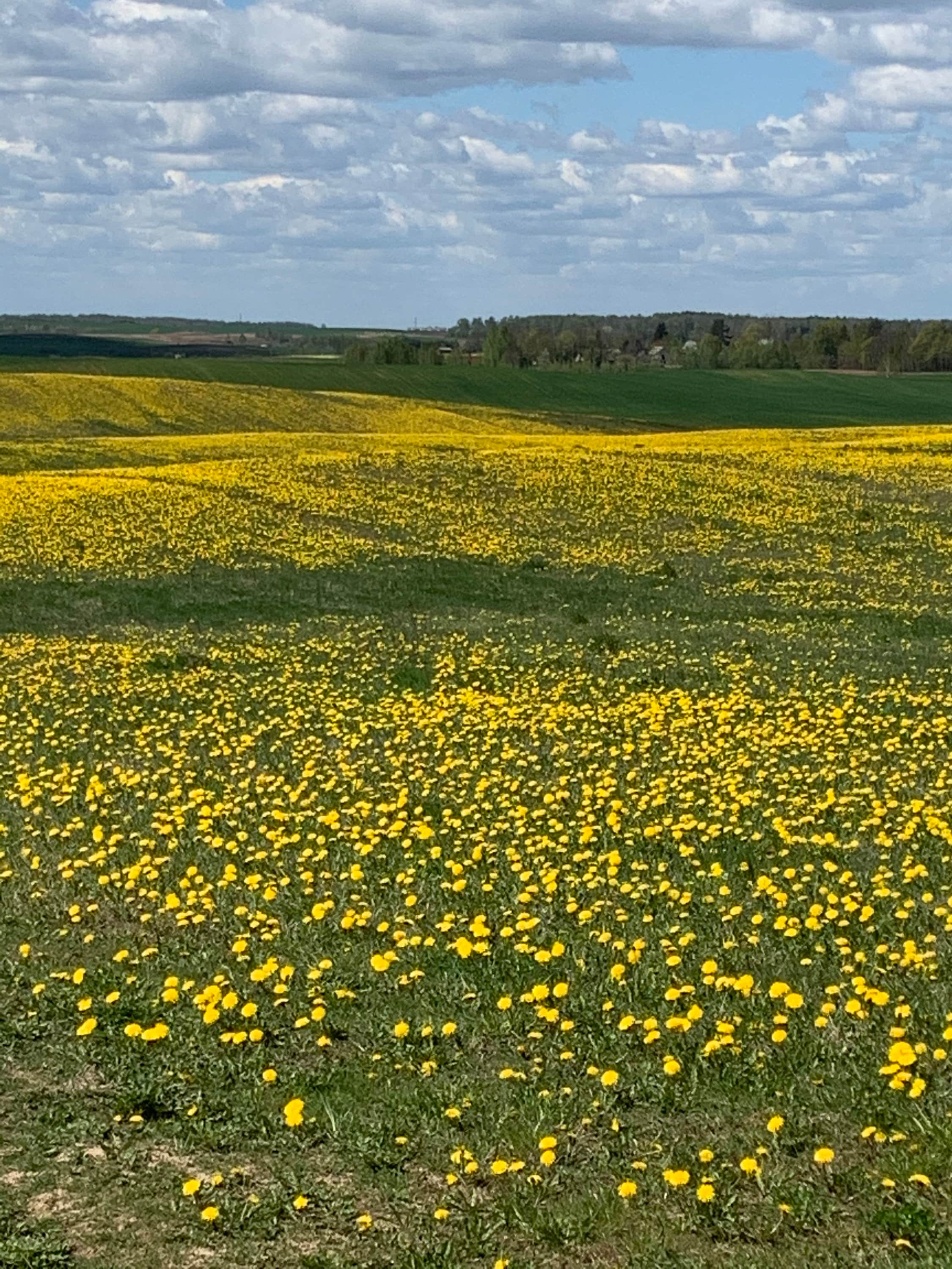 Lithuanian Natural Dried Fruit Snacks, Quinces Syrup and Herb Tea Gift ...