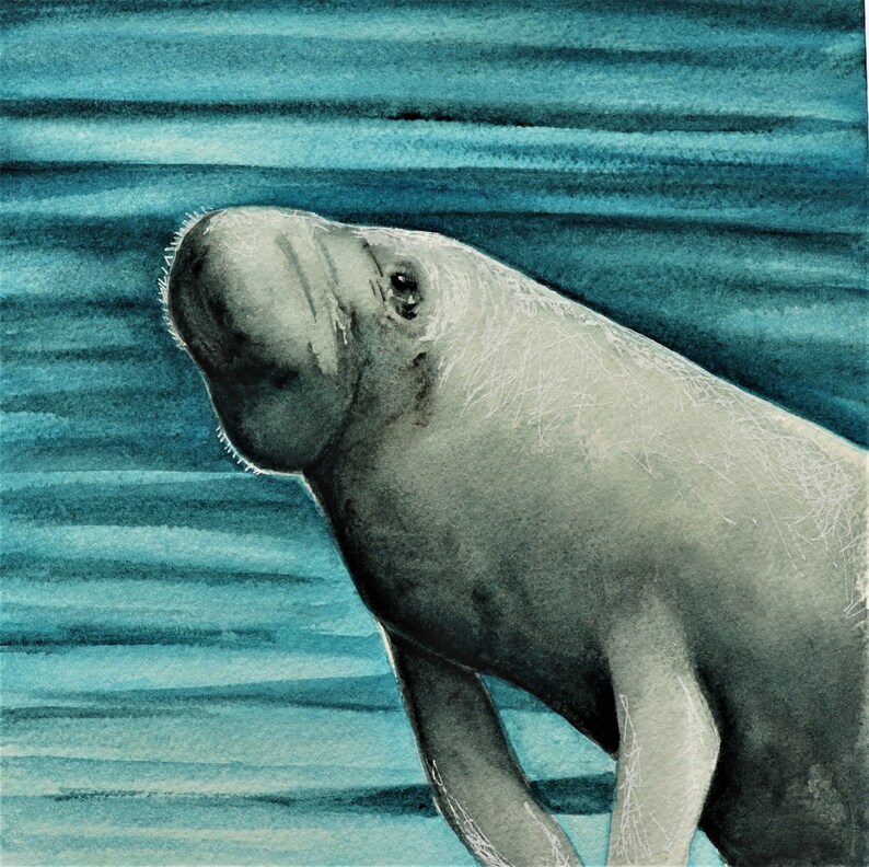 Manatee Limited Edition Fine Art Print Watercolor Manatee - Etsy