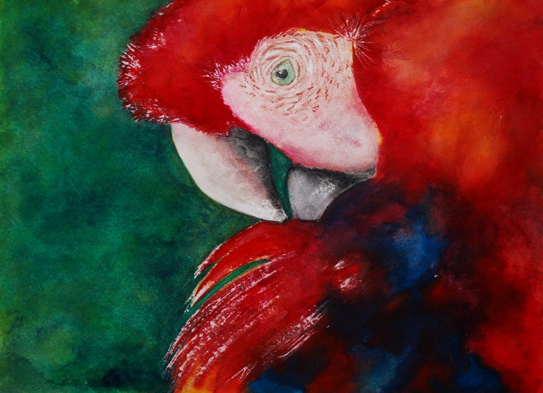 Red Parrot Print Red Macaw Fine Art Print Original - Etsy