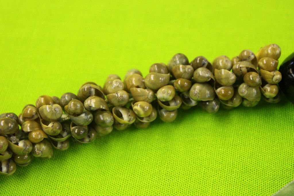Hawaiian Design Wedding / Graduation Mini Shell Lei Hula - Etsy