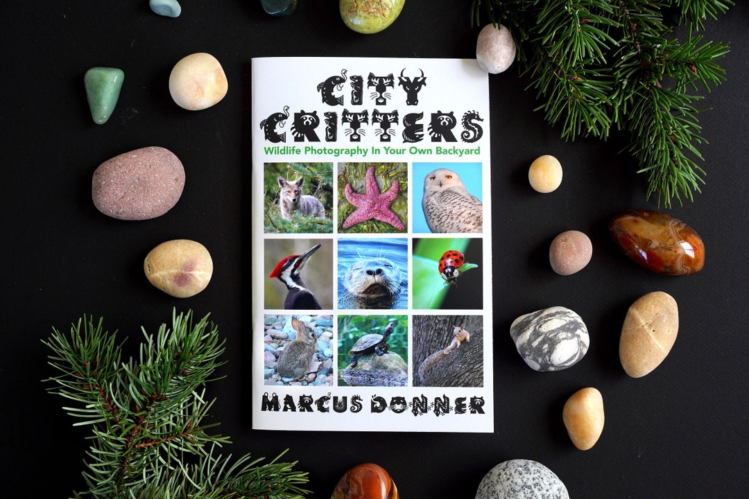 City Critters: Wildlife Photography in Your Own Backyard, Full-color ...