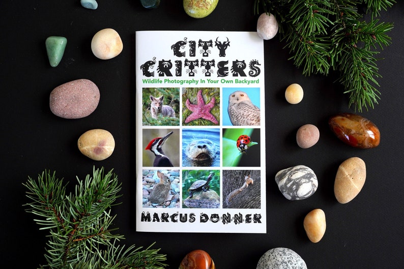 City Critters: Wildlife Photography in Your Own Backyard - Etsy