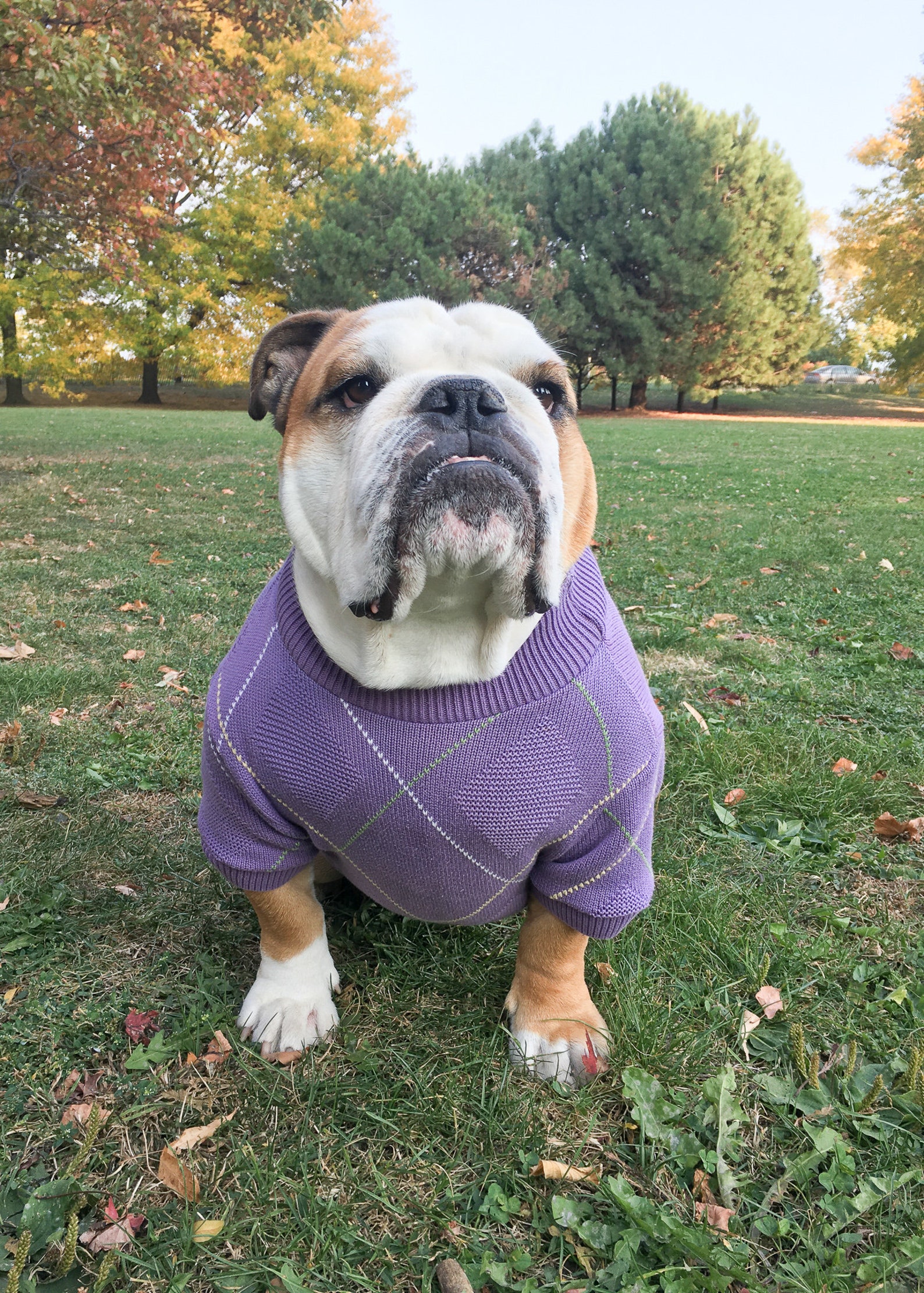 M English Bulldog Sweater Apparel Long Sleeved With Harness - Etsy