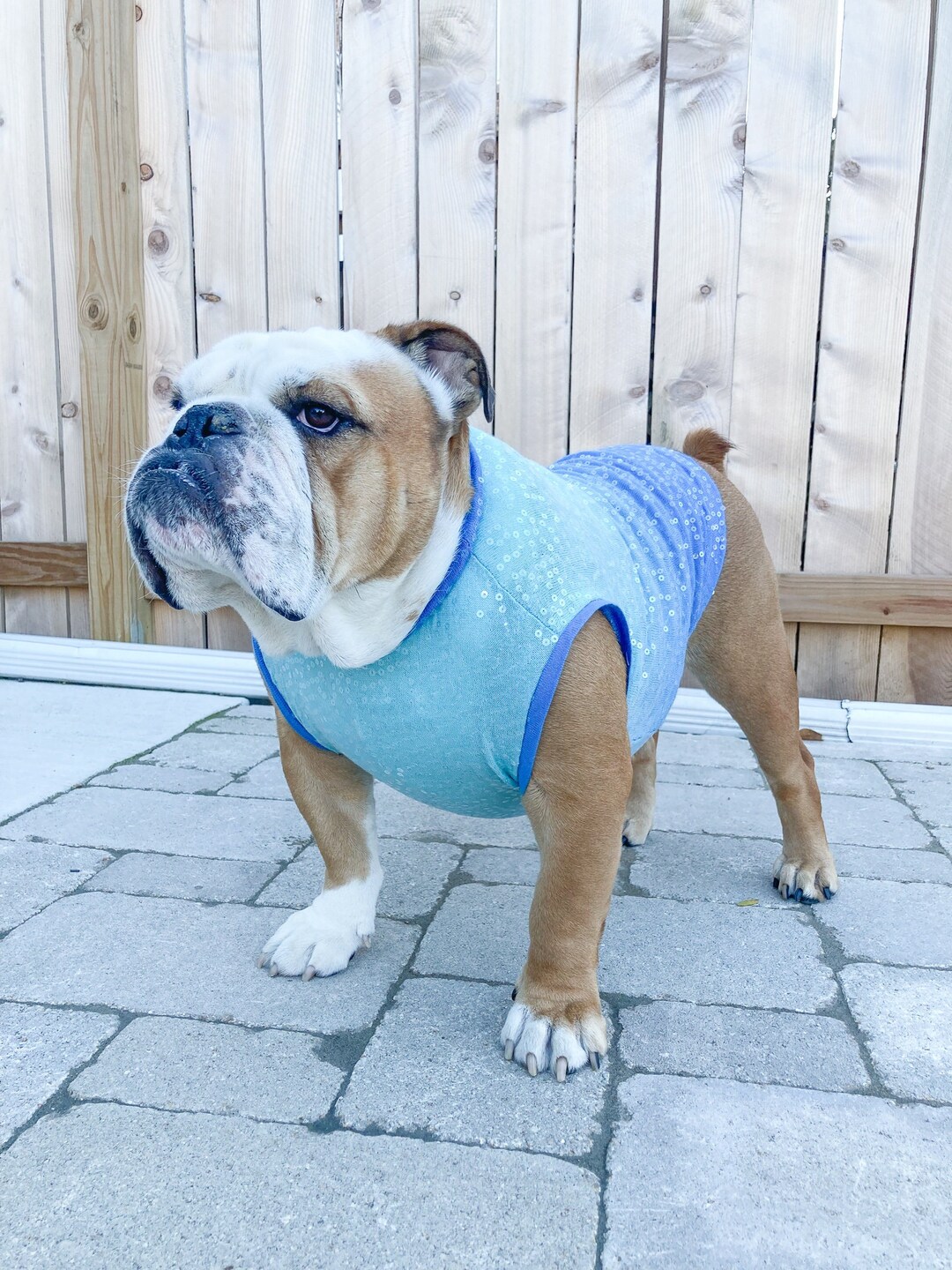 M Sparkly English Bulldog Sweater, Apparel, Short Sleeved With Harness ...
