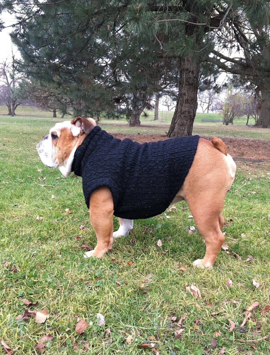 XS Sparkly English Bulldog Sweater, Apparel, Short Sleeved With Harness ...