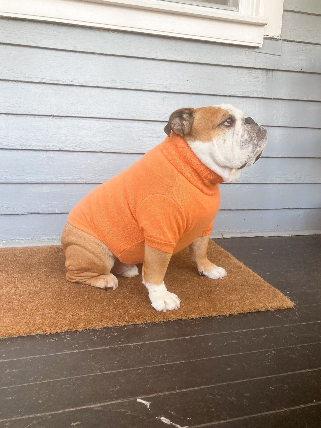 S English Bulldog Sweater, Turtleneck, Apparel, Long Sleeved With ...