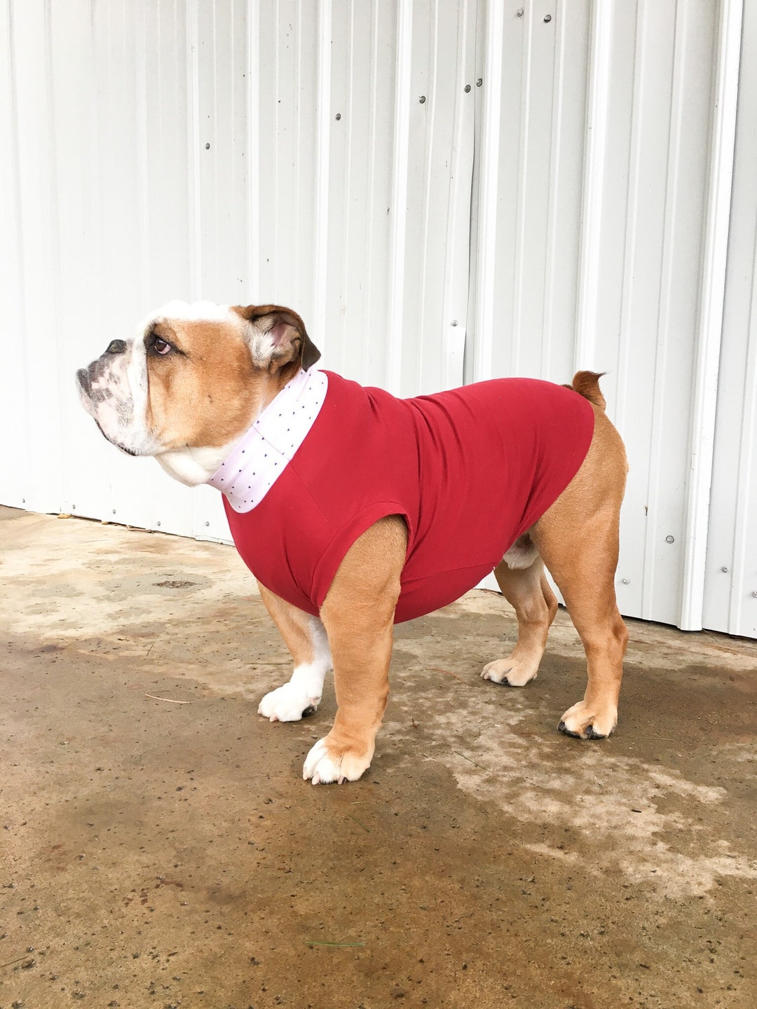 M English Bulldog T-shirt, Apparel, Garment With Harness Opening - Etsy
