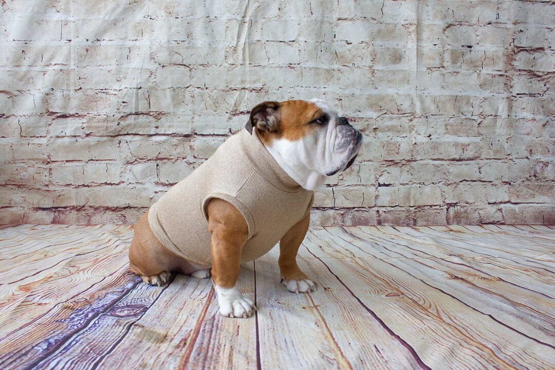 S Sparkly English Bulldog Sweater, Apparel, Short Sleeved With Harness ...