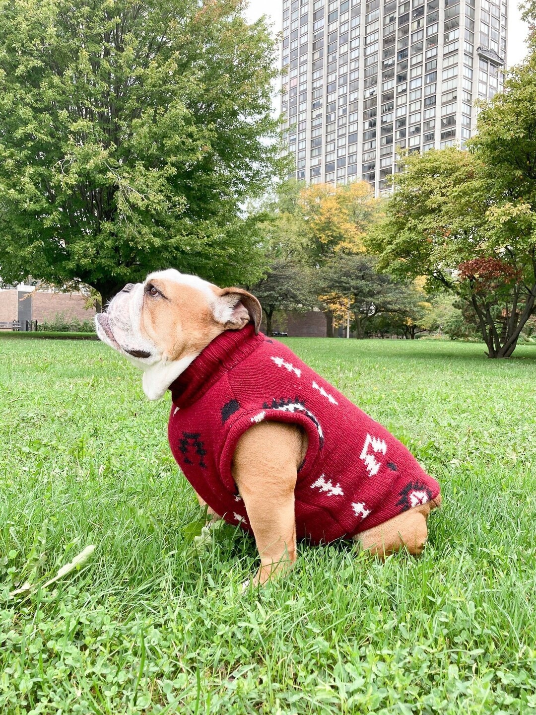 M English Bulldog Sweater, Apparel, Short Sleeved With Harness Opening ...