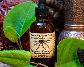 Japanese Knotweed Tincture, Fresh Japanese Knotweed Root Extract ...