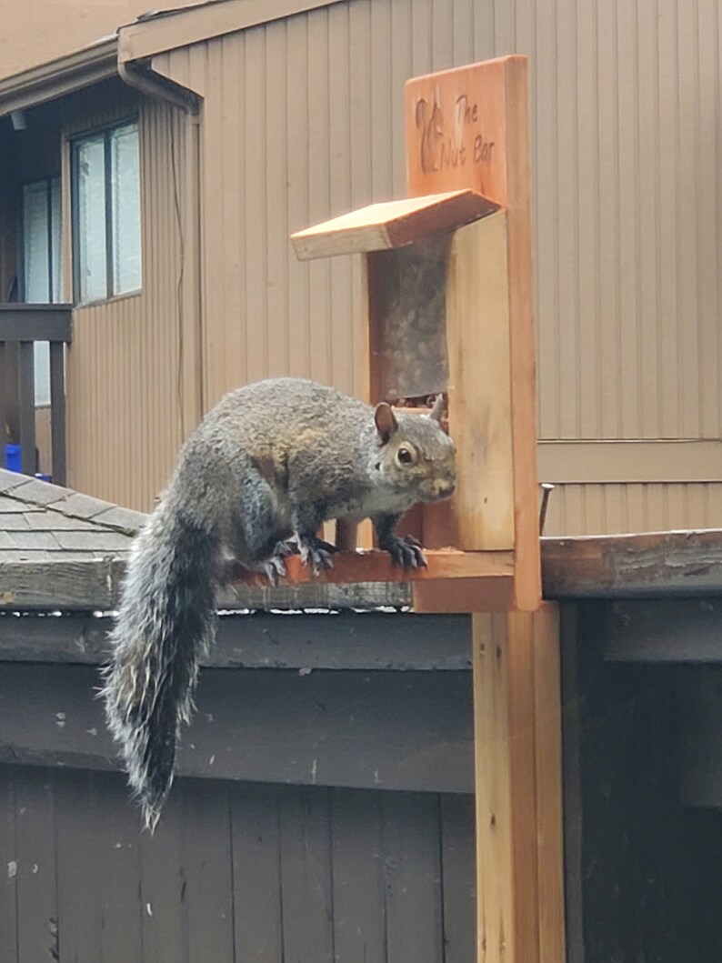 Handmade Nut Bar Squirrel Feeder/seed Saloon Bird Feeder | Etsy