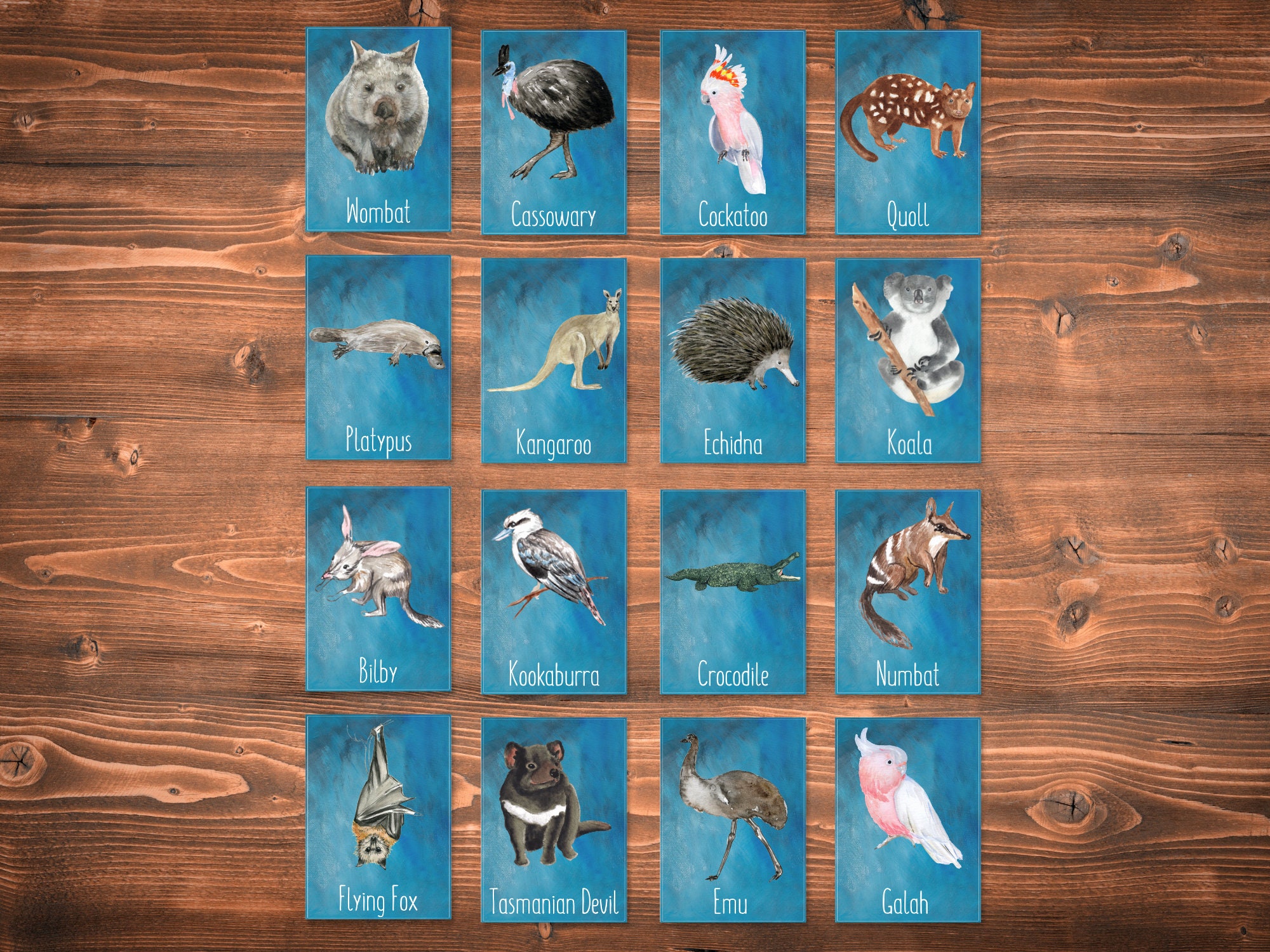 Australian Animal Flashcards // Australia Flash Cards // - Etsy