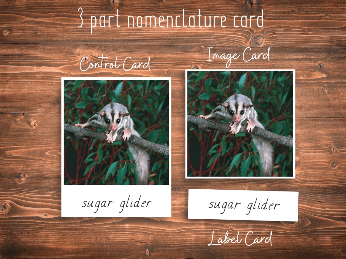 Australian Animals Montessori 3 Part Cards // Preschool | Etsy