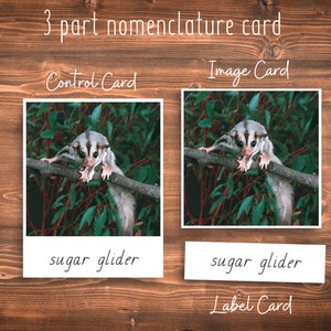 Australian Animals Montessori 3 Part Cards // Preschool Printable ...