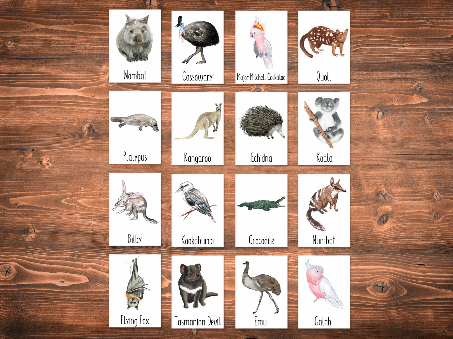 Australian Animal Flashcards // Australia Flash Cards // - Etsy