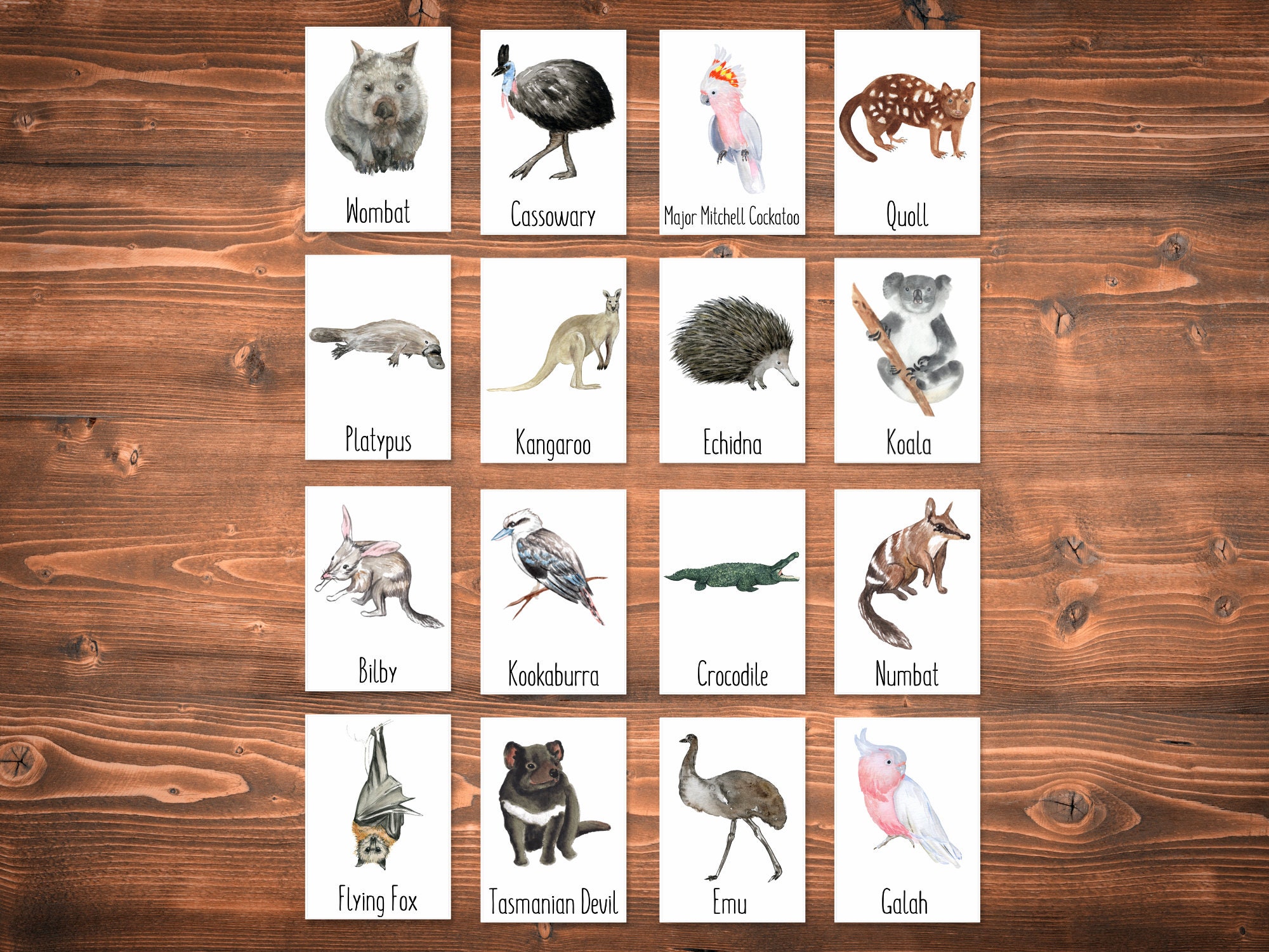 Australian Animal Flashcards // Australia Flash Cards // - Etsy