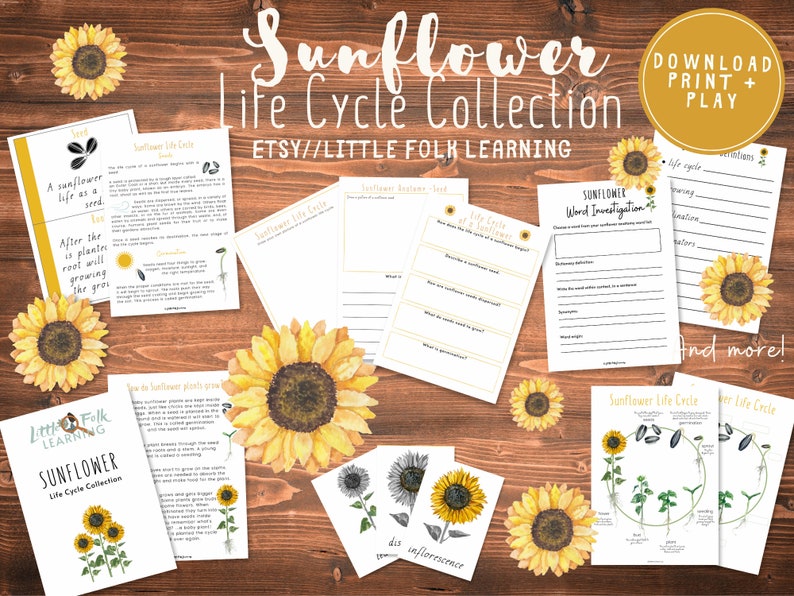 Colección del ciclo de vida del girasol // Educación en el hogar ...
