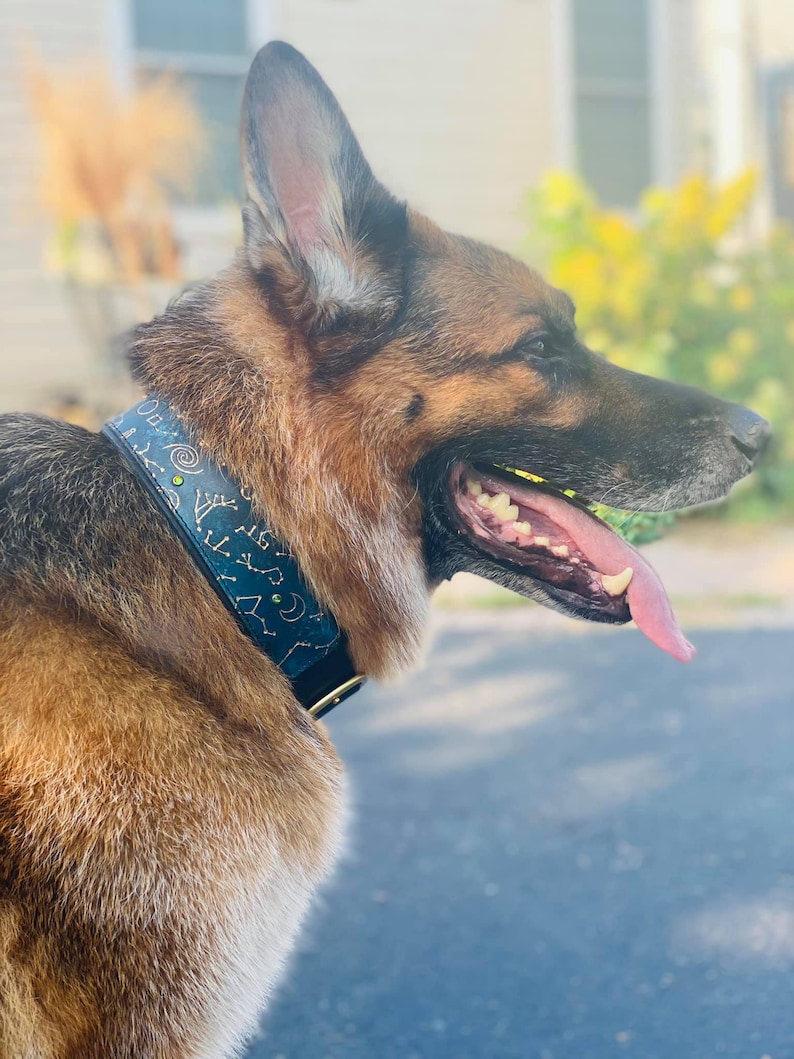 Constellations / Astrology / Zodiac / Celestial Dog Collar - Etsy