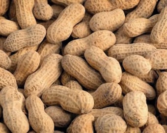 Peanut Seeds - Etsy