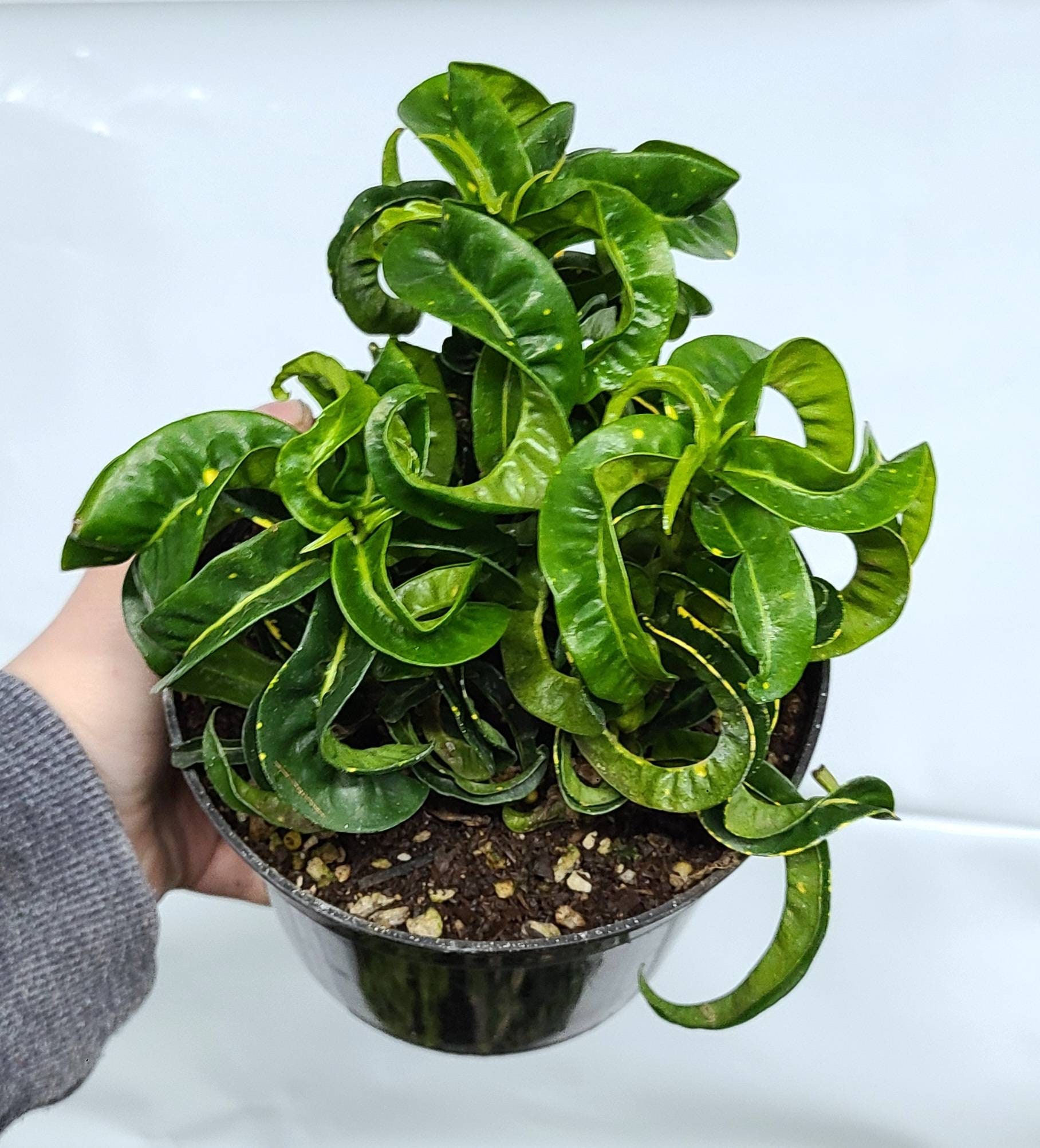 Curly Croton Plant Leaf