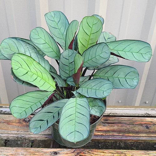 Dwarf Calathea Ctenanthe Amagris - Etsy