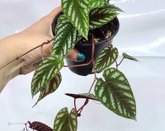 Begonia Rex Live Plant - Etsy