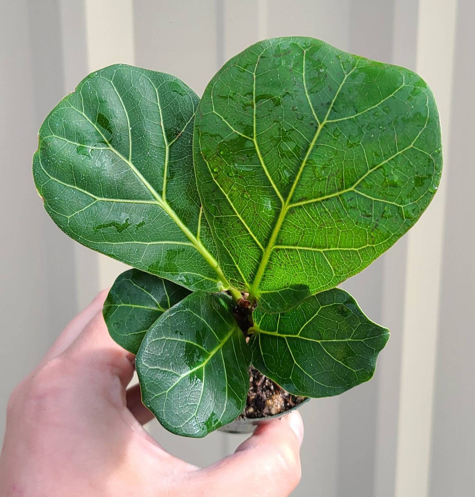 2 Fiddle Leaf Fig 'little Fiddle' Ficus Lyrata - Etsy UK