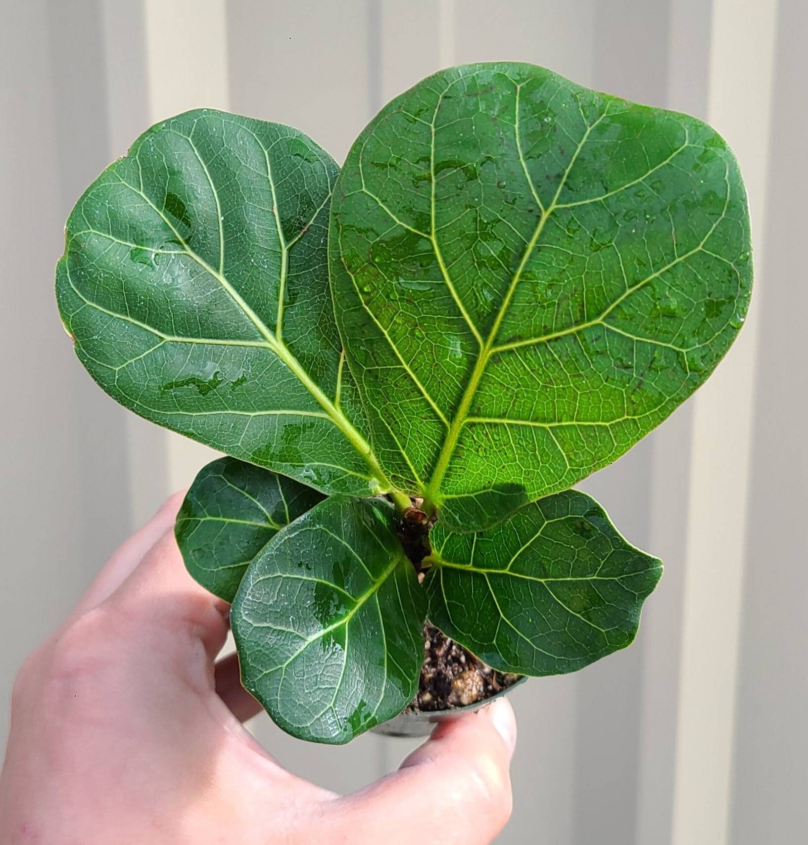 2 Fiddle Leaf Fig 'little Fiddle' Ficus Lyrata - Etsy UK