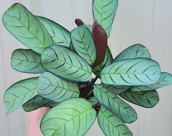 Ctenanthe Plant - Etsy