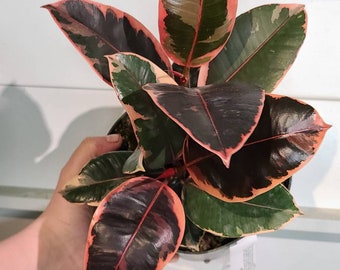 Pink Rubber Tree Plant - Etsy